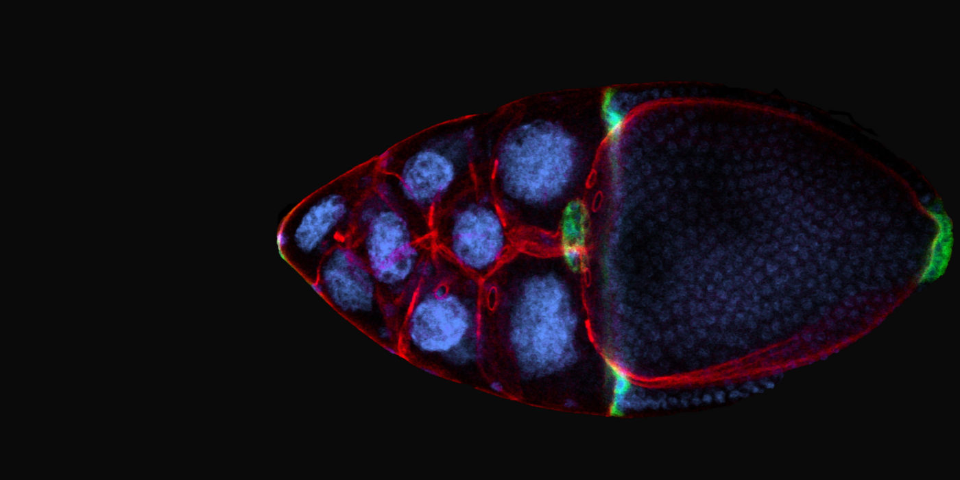 Gregory Emery | IRIC - Institute for Research in Immunology and Cancer