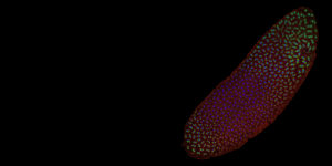 Vincent Archambault | IRIC - Institute for Research in Immunology and ...