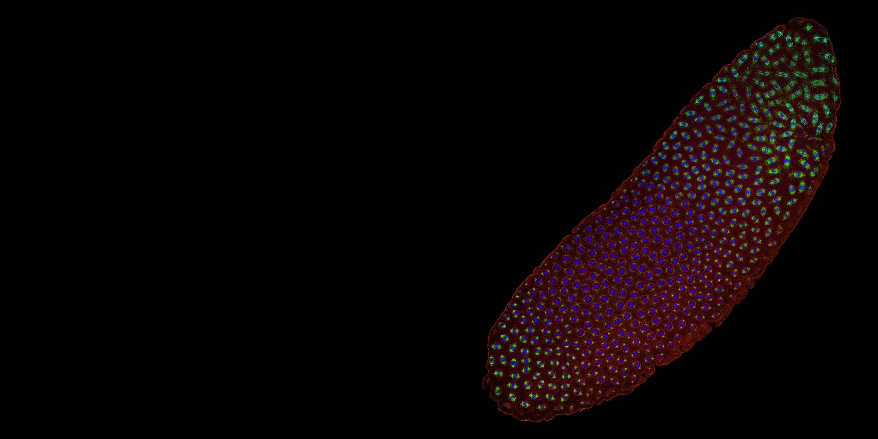 Vincent Archambault | IRIC - Institute for Research in Immunology and ...